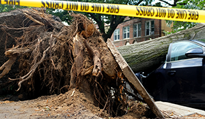 Blog | Modelling of Root-Soil Interaction of Tree Biomechanics